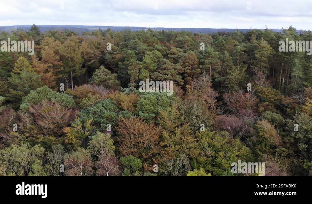Beech tree copse forest Stock Videos & Footage - HD and 4K Video Clips ...