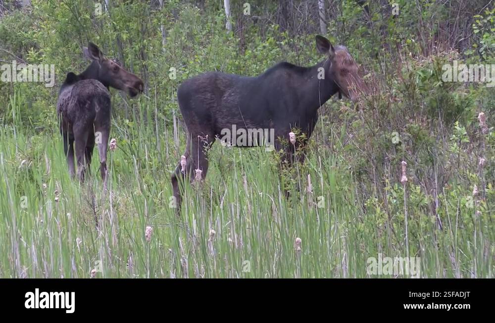 Moose Cow and Moose Calf in the Canadian Rockies Stock Video Footage ...