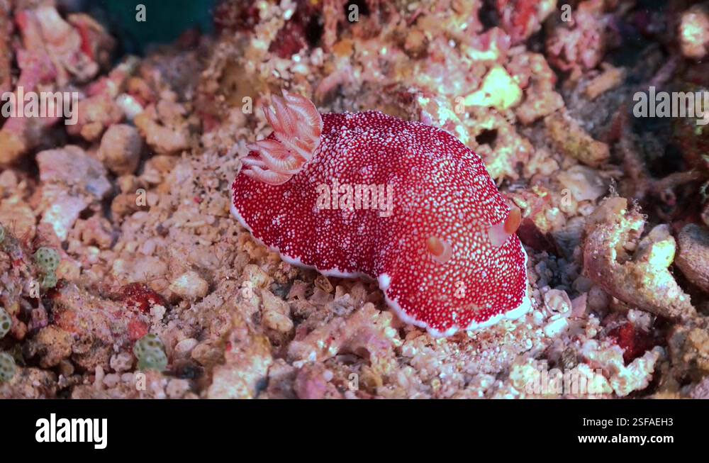Red Nudibranch close up on coral reef Stock Video Footage - Alamy