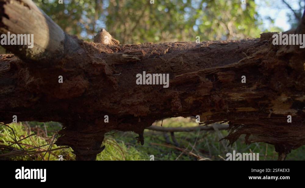Fallen tree trunk in middle of forest, close up motion shot Stock Video ...
