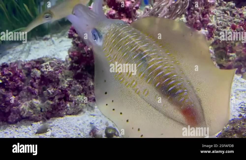 Squid color changing during courtship and mating rituals Stock Video ...