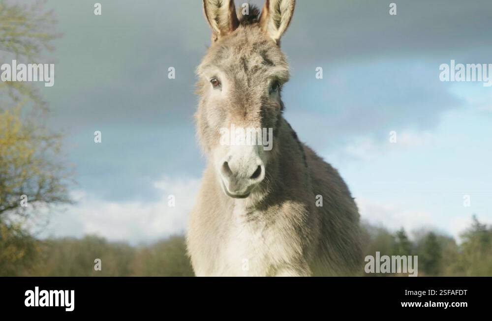 4K Cinematic slow motion footage of a donkey in a field eating grass on ...