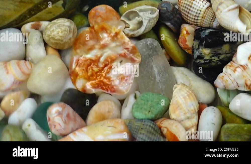 Sea shells and stones underwater. Ripples on the surface Stock Video ...