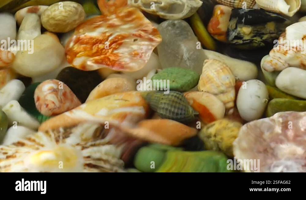 Sea shells and stones underwater. Ripples on the surface Stock Video ...
