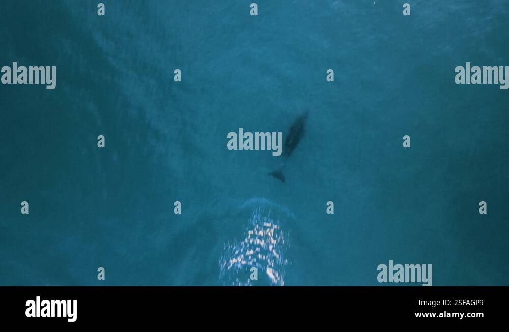 4K Aerial top view drone shot, following a dolphin in the ocean going ...