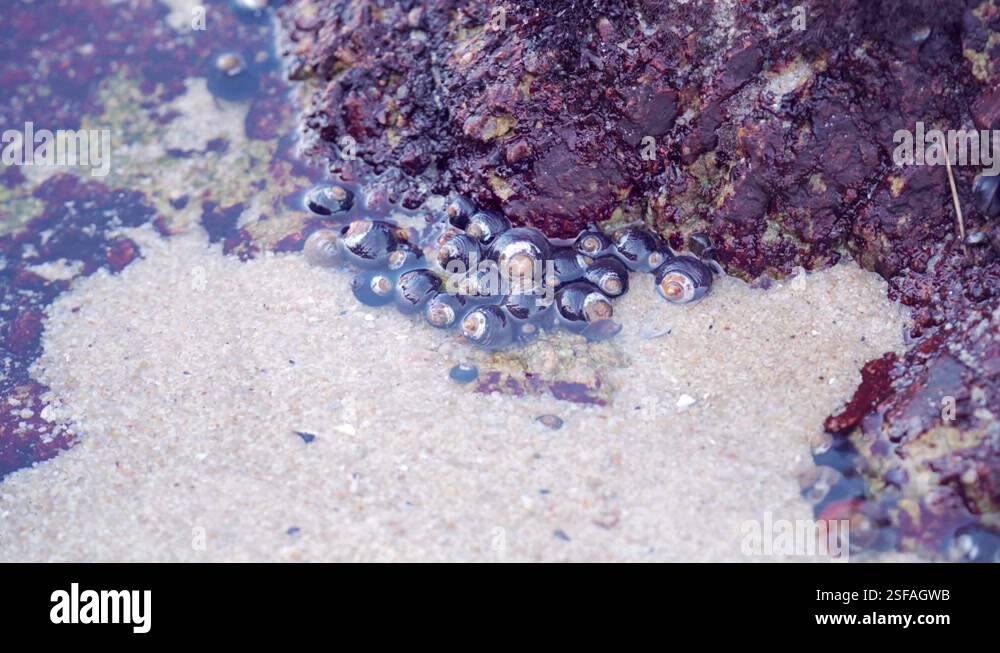 Sea snail shell tidal pool Stock Videos & Footage - HD and 4K Video ...