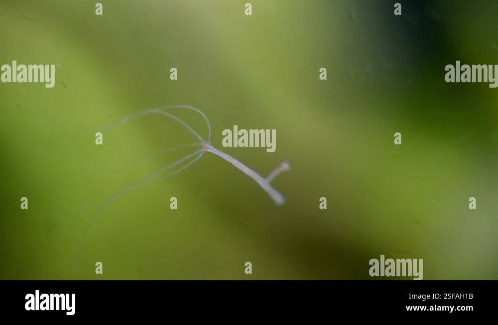 Hydra moves its tentacles as water current carries particles past Stock Video Footage - Alamy