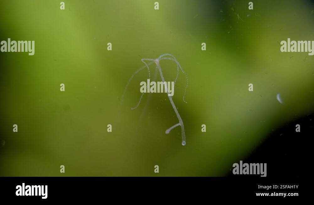 A protozoan swims up to a Hydra, touches its stinging tentacle, then ...