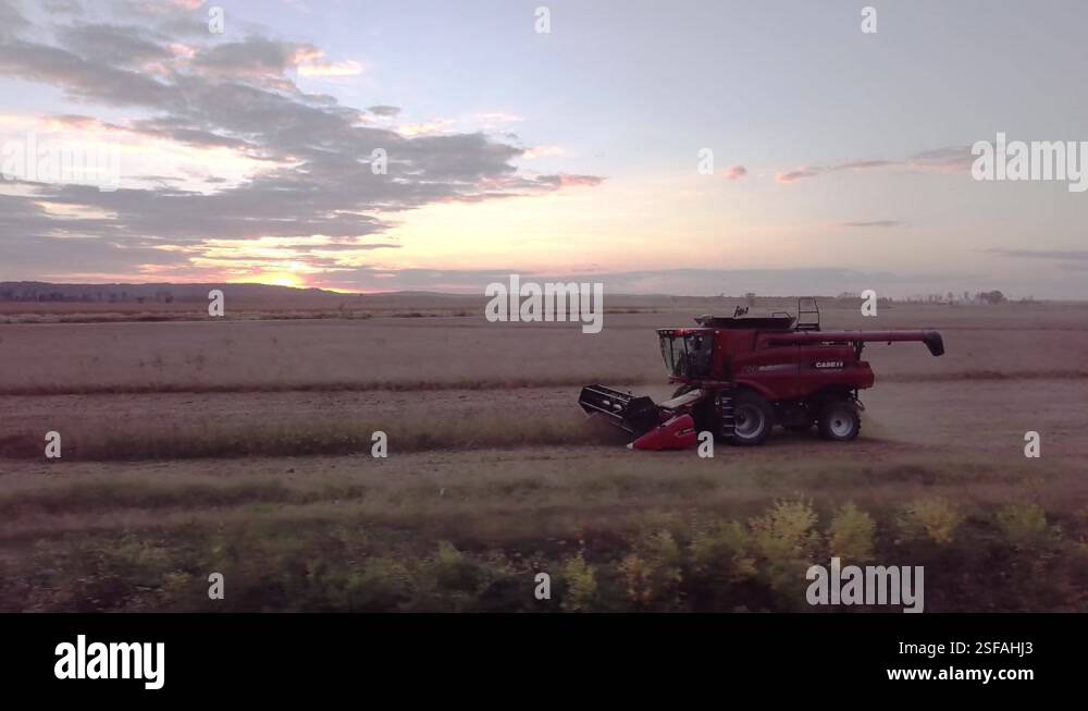 Farmer uses combine to harvest wheat barley grain soy or oat field in ...