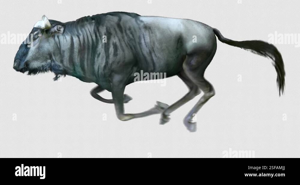 Wildebeest Galloping Running. Animal isolated and includes alpha ...
