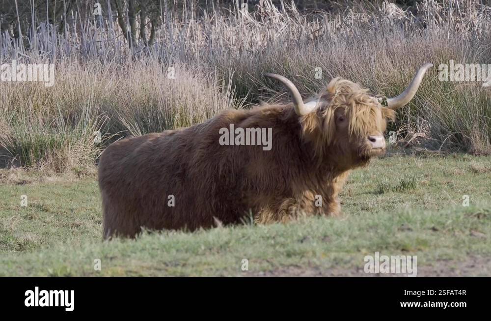 Highland Cattle Laying Down in a Meadow Stock Video Footage - Alamy