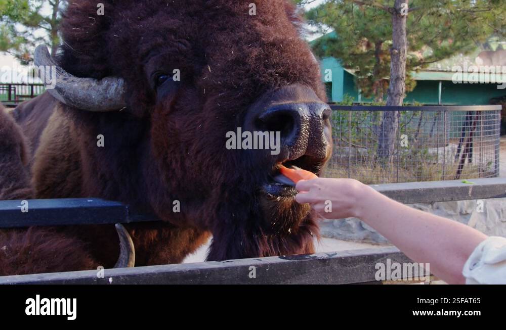 Feeding of large horned bison with plant food Stock Video Footage - Alamy
