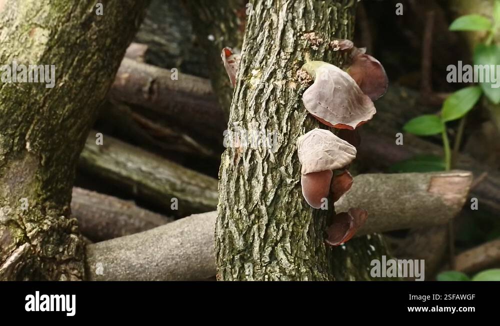 ear fungus sticks to rotten trees. Ear fungus (Auricularia auricula) is ...