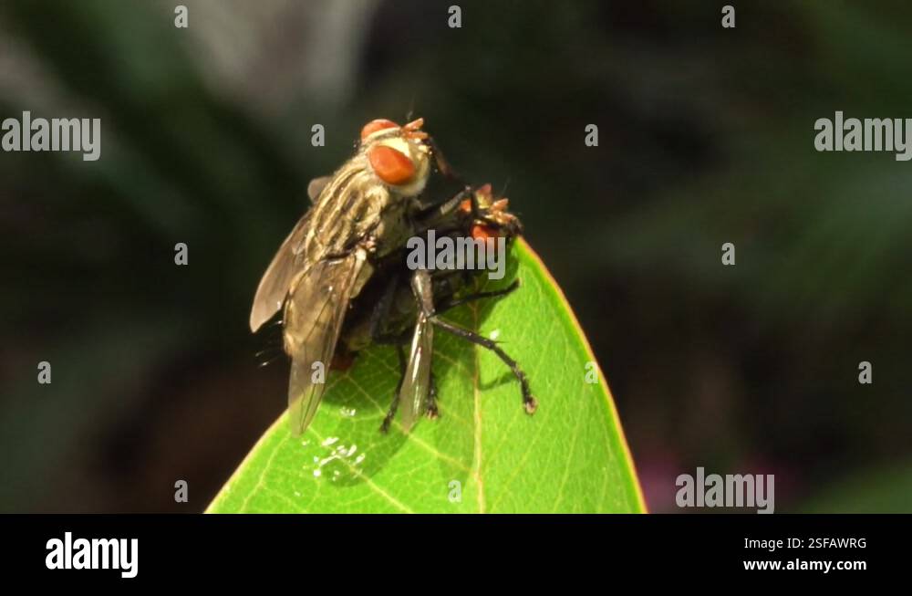 Fly mating Stock Videos & Footage - HD and 4K Video Clips - Alamy