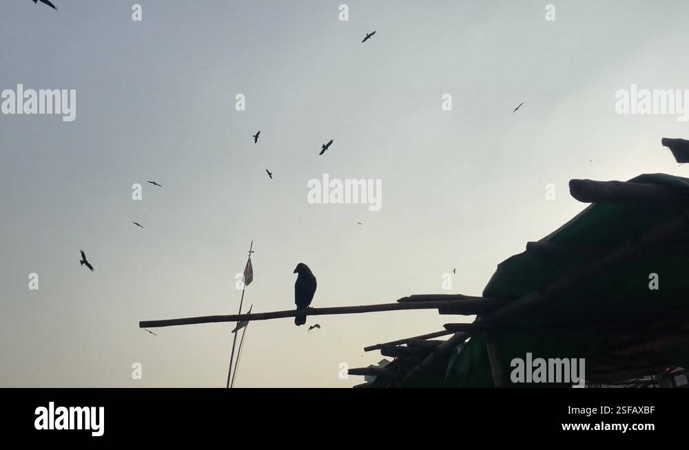 Alone crow sat on stick came out from a shed, eagle birds soaring at ...