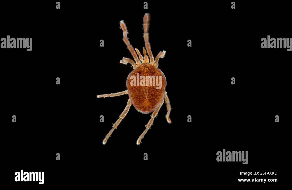 Adult mite acari of family Erythraeidae under a microscope, Order ...