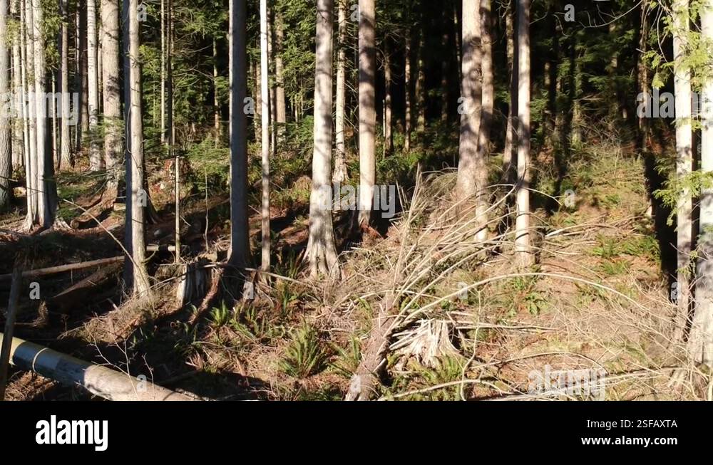Backing away from treeline with fallen pine trees and foliage Stock ...