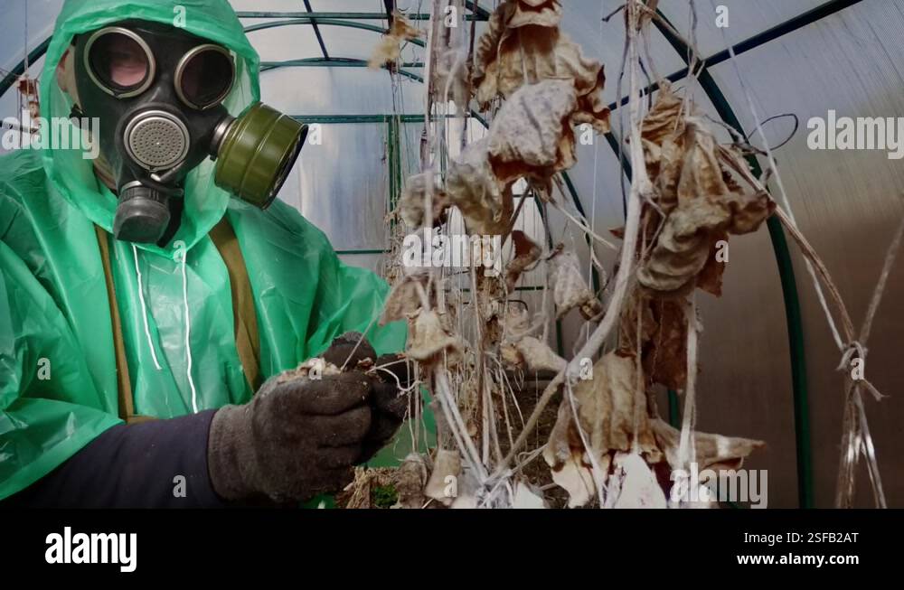 Frustrated farmer in gas mask and raincoat shows the ruined crop to the ...