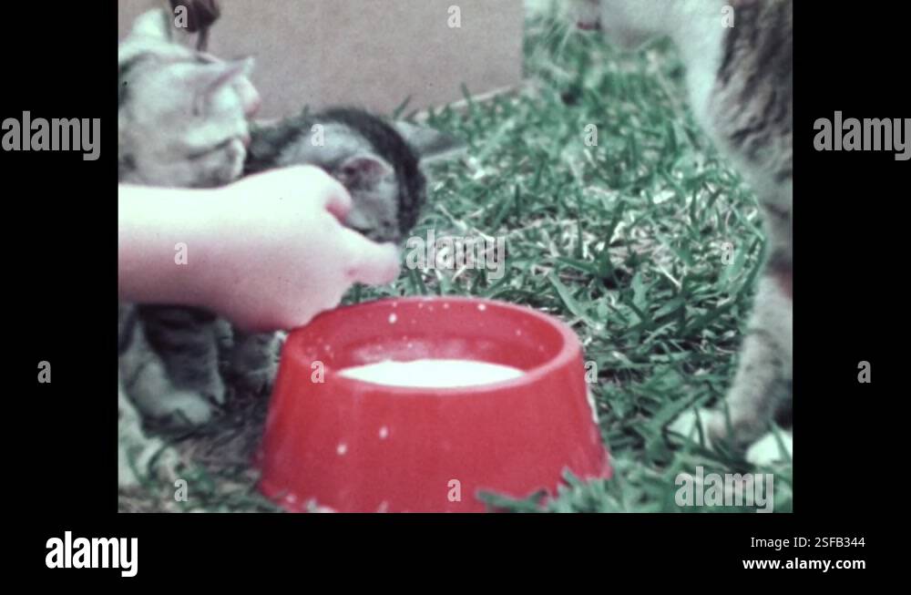 1950s: Cat and kittens drink milk. Hands dab milk on kittens' noses and ...