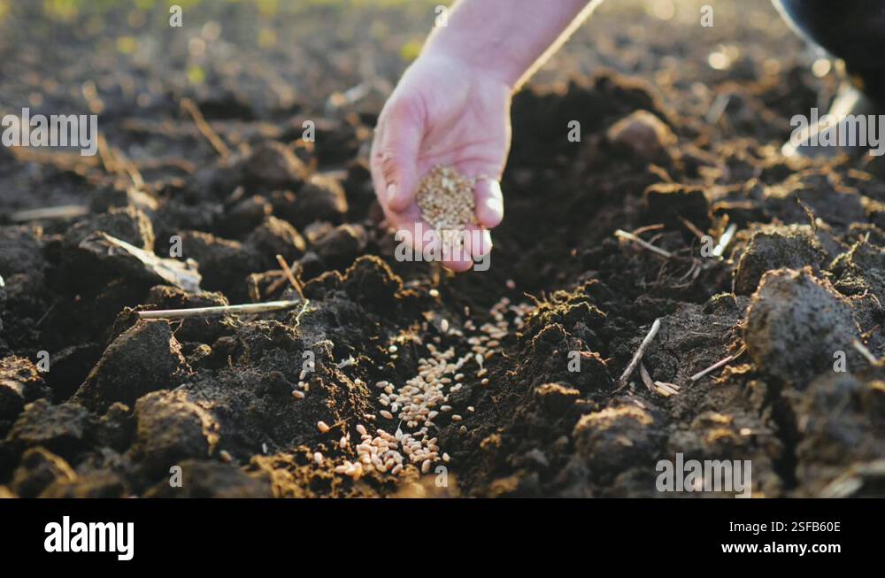 Planting seeds. Hand sowing wheat seeds. Male farmer with wheat seeds ...