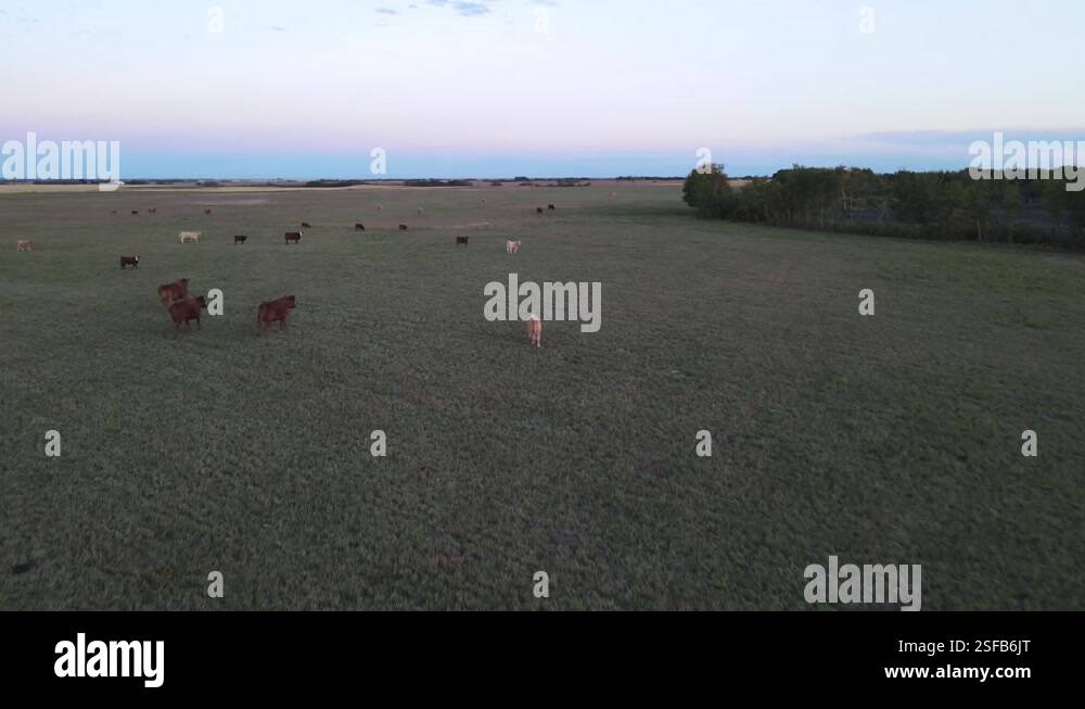 Herd of cows running over a field towards a farm in central Alberta ...