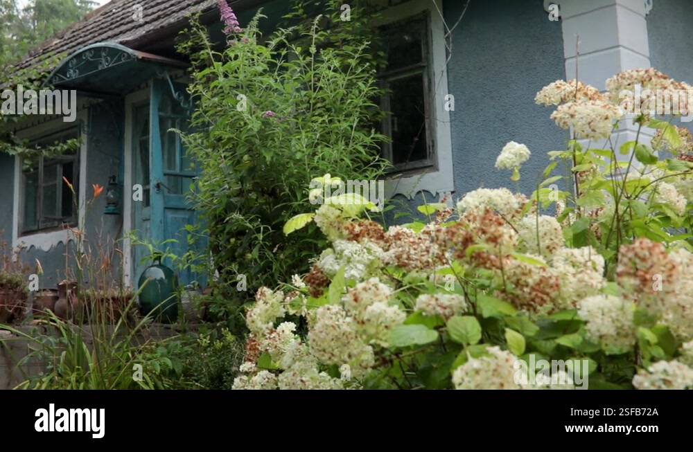 Pan view old farmhouse porch and exterior overgrown by blooming ...
