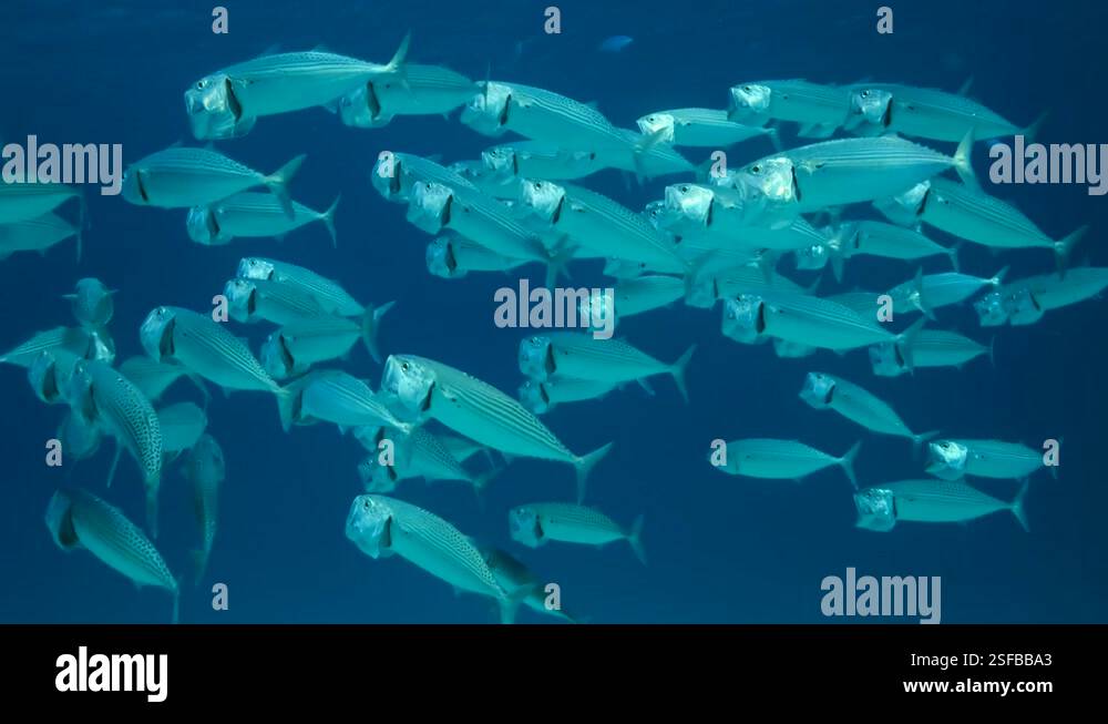 Close up of the school of Mackerel fish swims in the blue water with ...