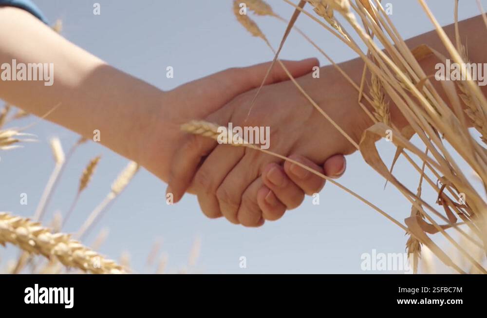 handshake field with wheat. farming. business deal making deal. working ...