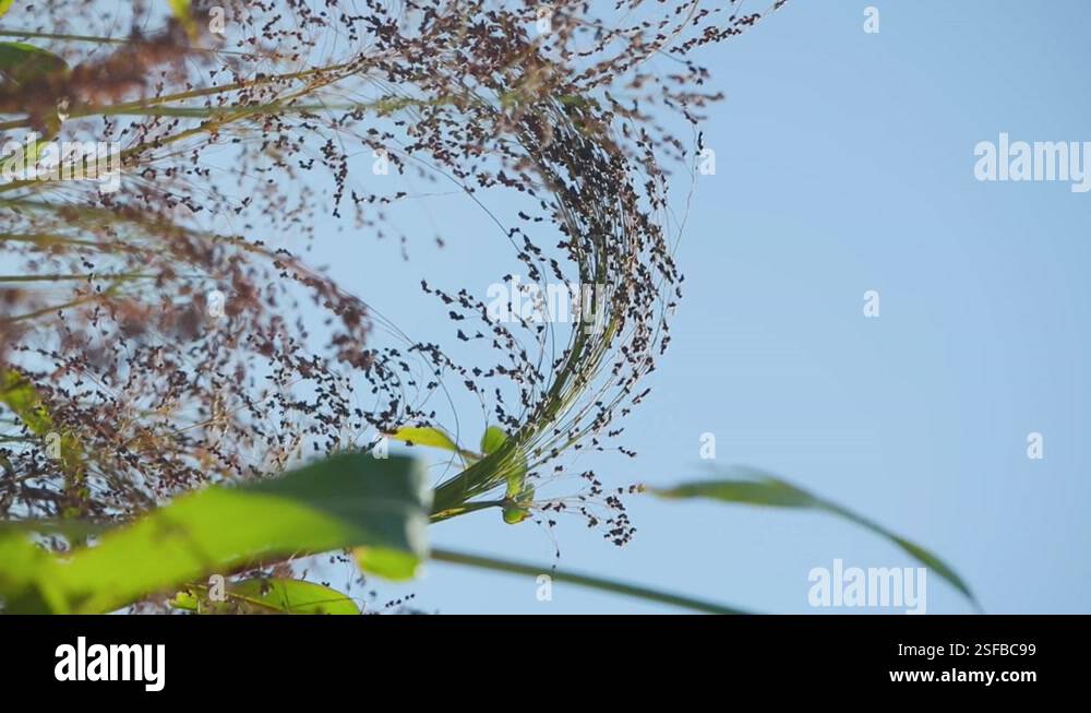 Growing proso millet in agriculture. Plant of Panicum Miliaceum ...