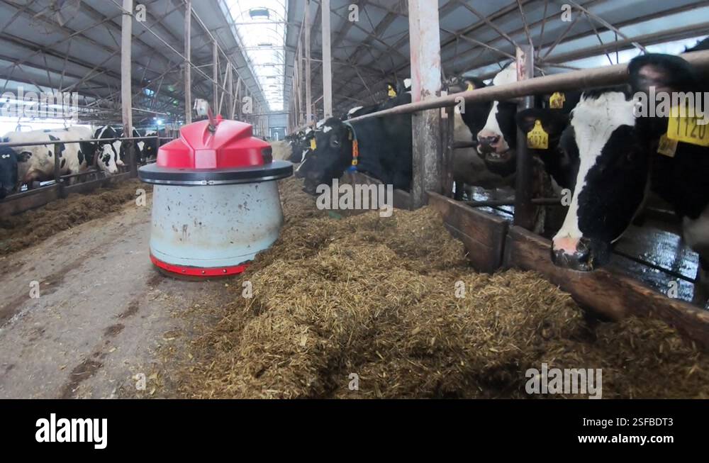 A cow farm with a robotic robot helping to move hay. Automation of ...