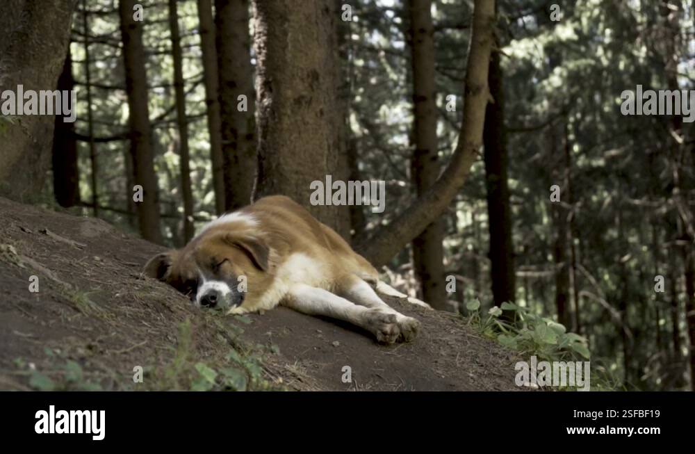 Himalayan Dog Breed in Manali, Himachal Pradesh Stock Video Footage - Alamy