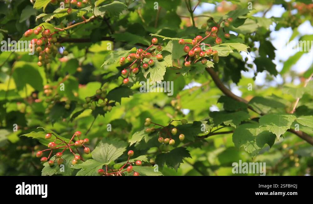 Reddening Stock Videos & Footage - HD and 4K Video Clips - Alamy