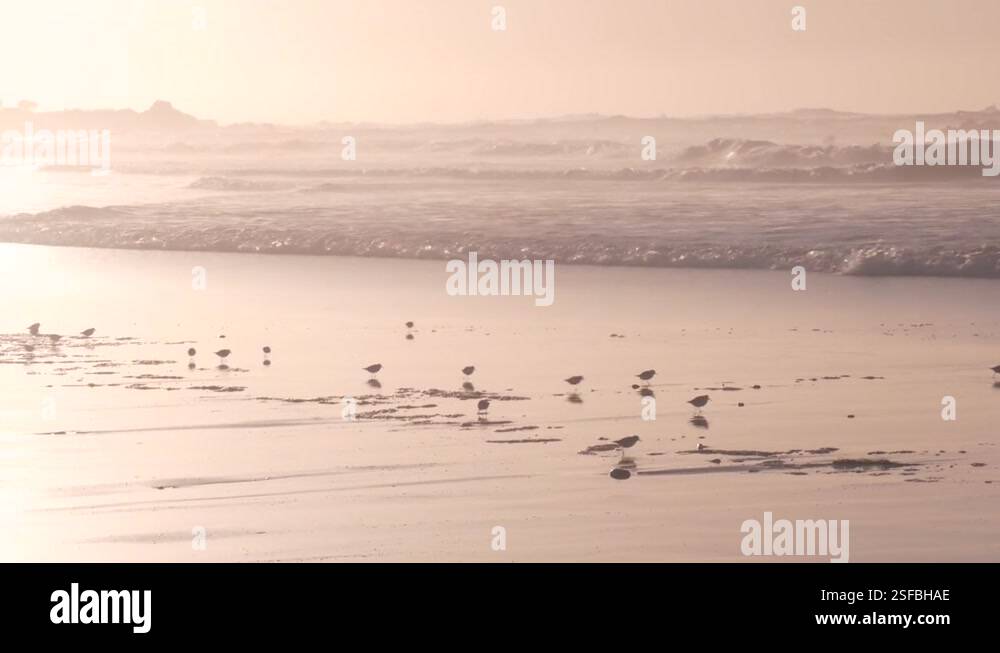 Ocean waves and sandpiper birds run on beach, small sand piper plover ...