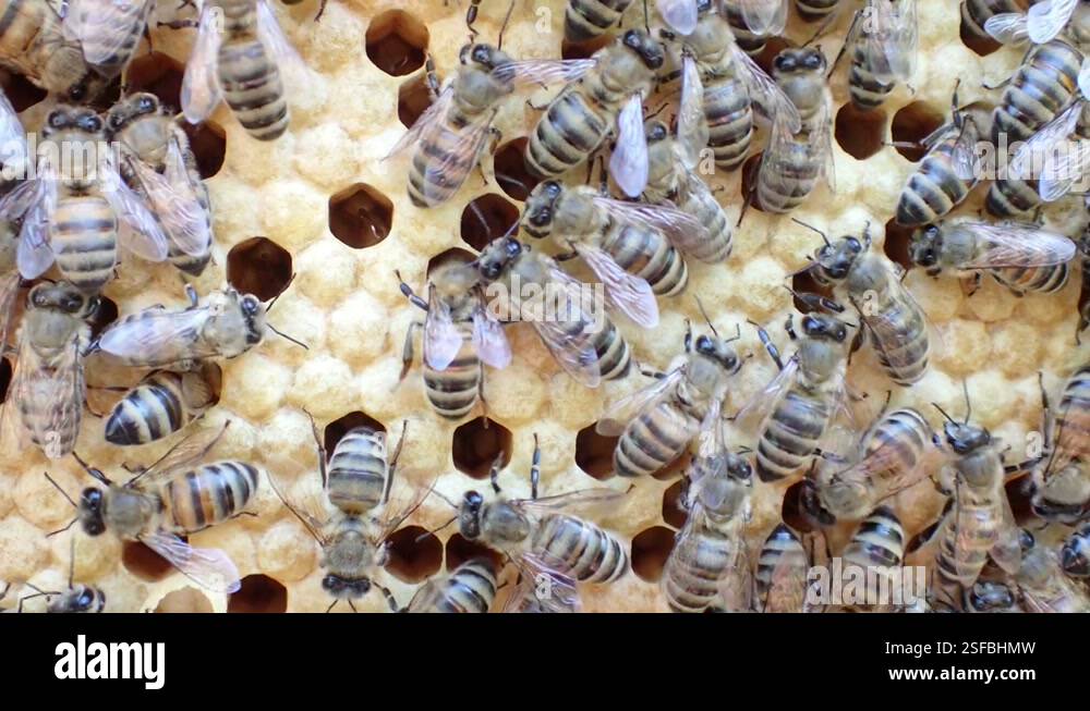 Brood cells Stock Videos & Footage - HD and 4K Video Clips - Alamy