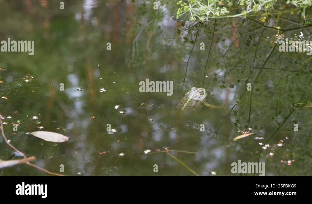 Green Spotted Reed Toad Swimming in a Swamp, Algae, Duckweed, Mud. Back ...