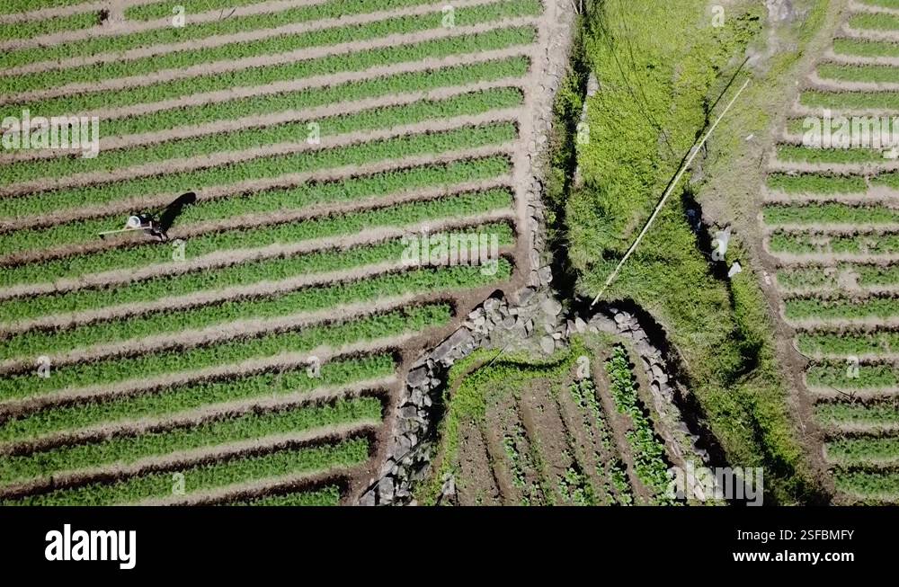 farmers tilling their green garden paddy field by hand wearing straw ...