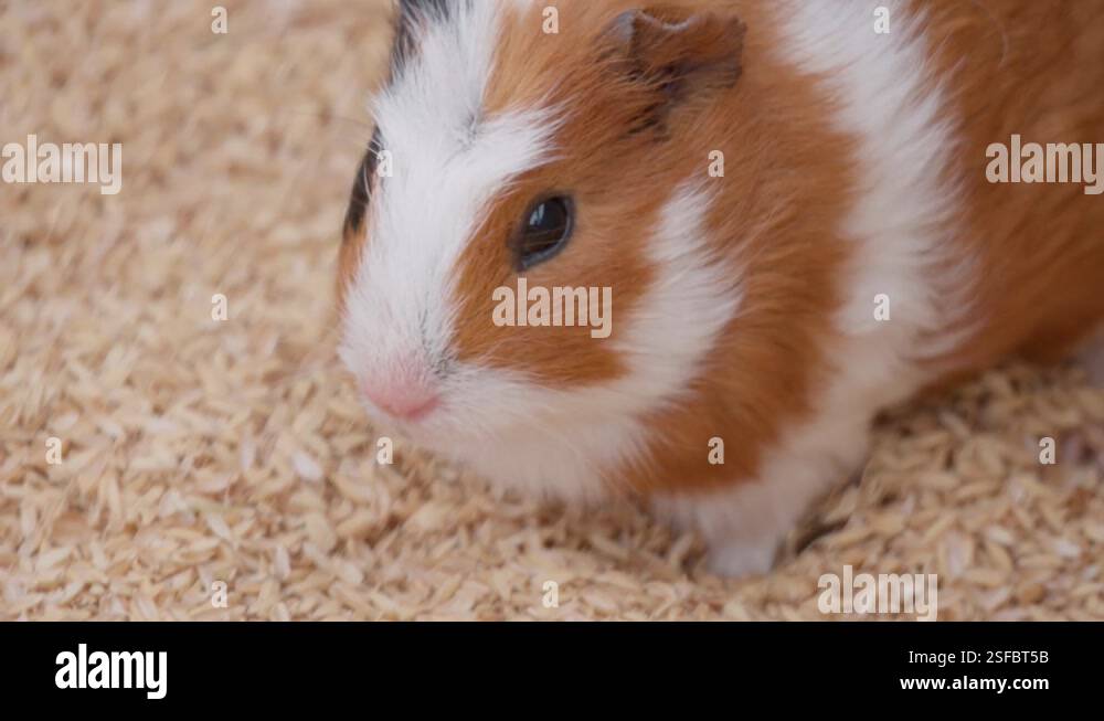 Wary Guinea pig chewing grain - face closeup Stock Video Footage - Alamy