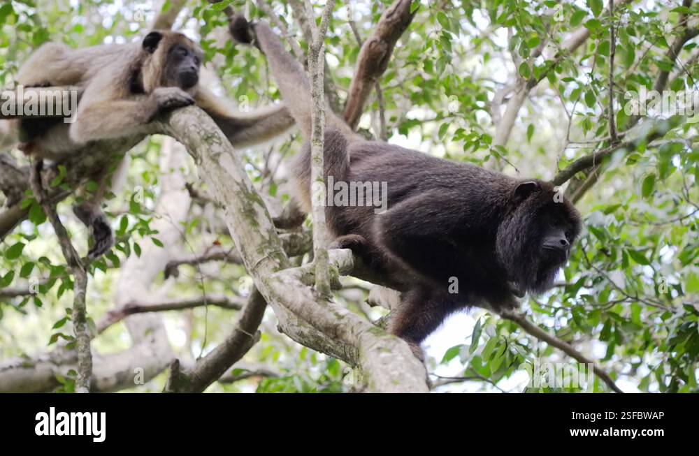 Two howler monkeys in tree canopy, one scratches an itch; close-up ...