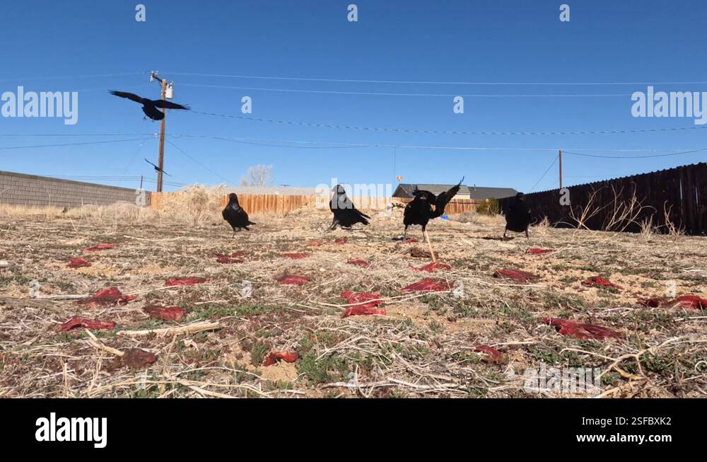 Common ravens find rotten meat and feast on the red meat Stock Video ...