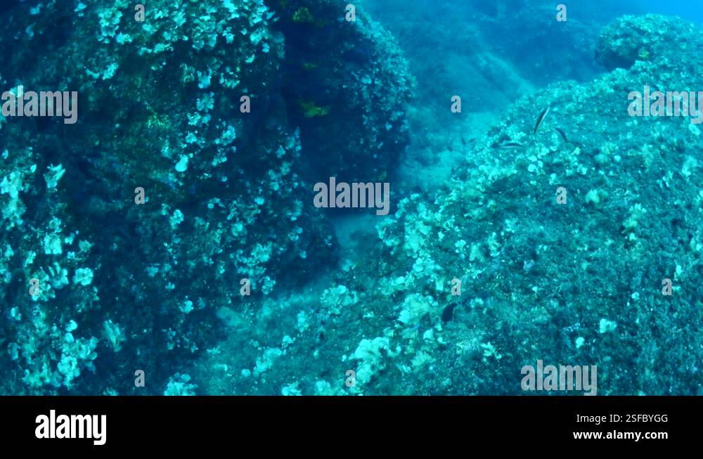 underwater mediterranean rocks and reef blue water ocean fish with sun ...