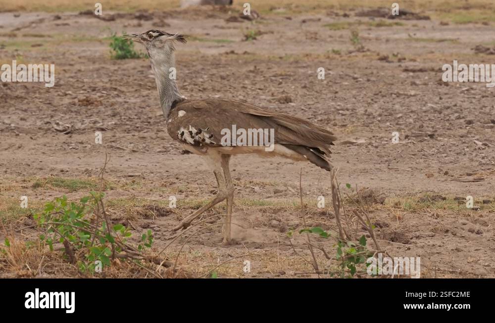 Kori Bustard - Ardeotis kori the largest flying bird native to Africa ...