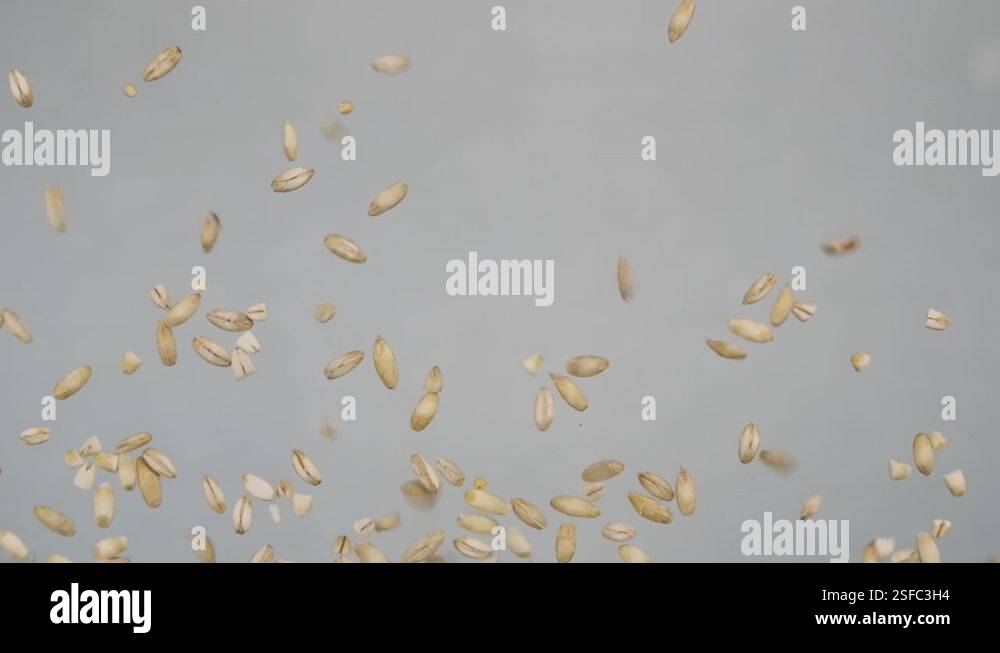 Slow motion. A whole grain of pearl barley flying and falling down ...