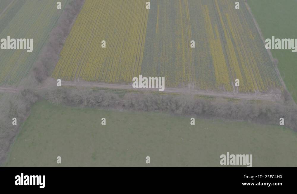 Overhead view revealing a fully bloomed daffodil farm. The hedgerows ...