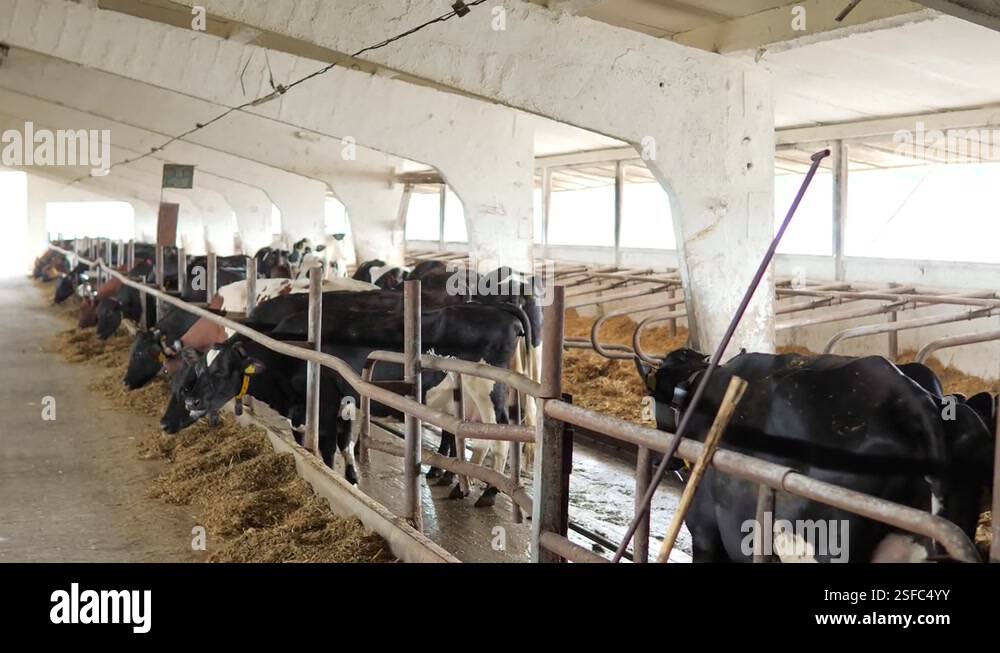 Brown and black cows eat hay in the barn. Dairy cows on a dairy farm ...
