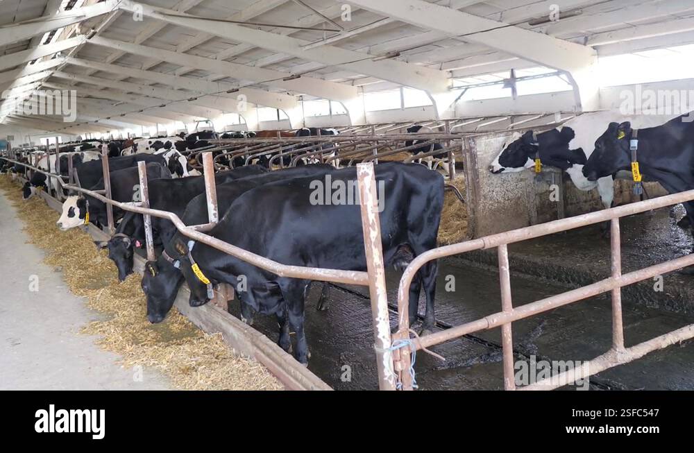 Brown and black cows eat hay in the barn. Dairy cows on a dairy farm ...