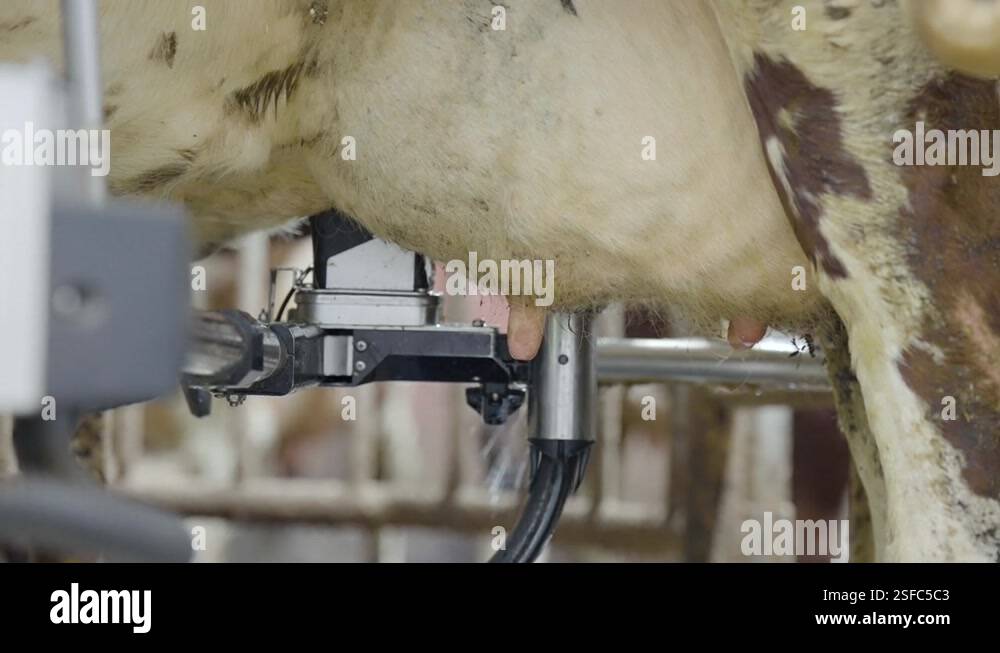 Industrial Farming Robot Washing Dairy Udder In Cattle Milking Parlor ...