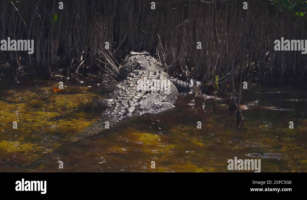 Crocodile Sunbathing at Shallow Water of Mangrove Wetlands Stock Video ...