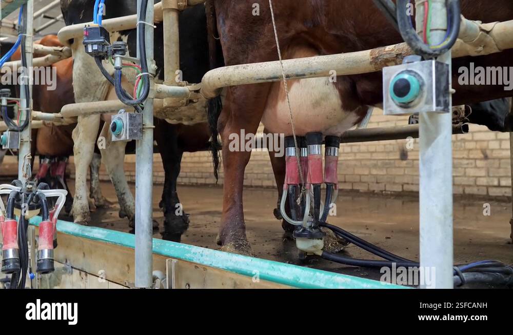 The process of milking cows at a modern, technologically advanced dairy ...