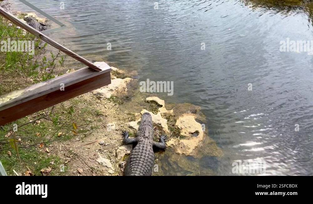 Alligators in the Everglades lying on shallow water Stock Video Footage ...