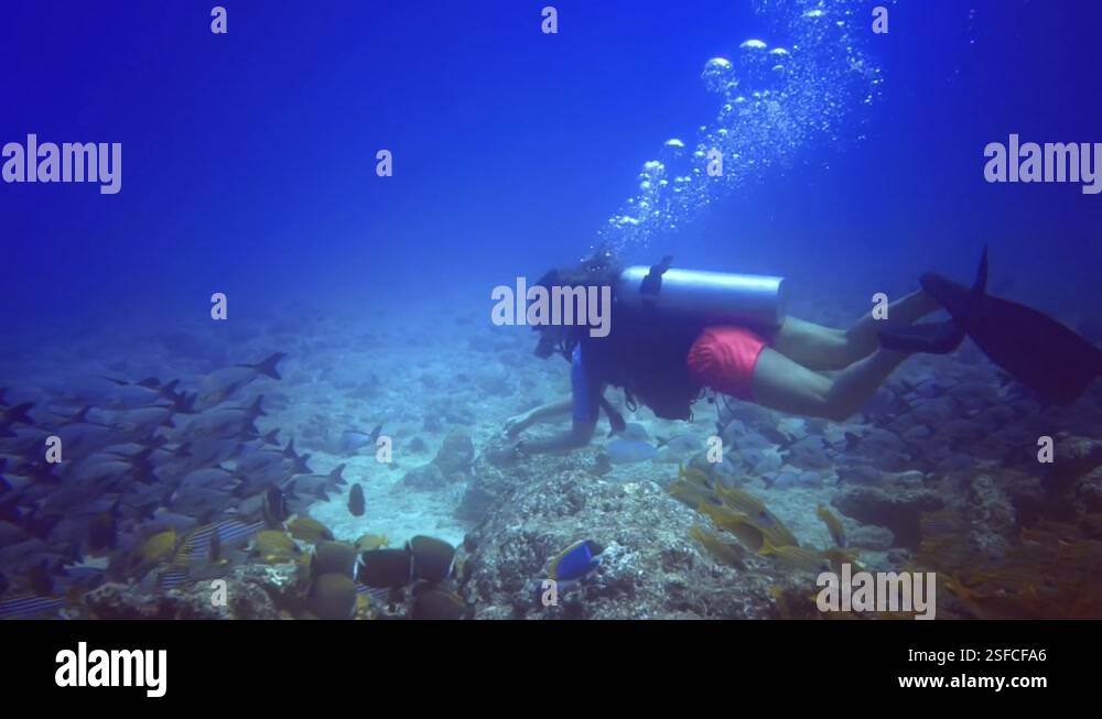 underwater seascape with woman who haunting the flock of silver fishes ...